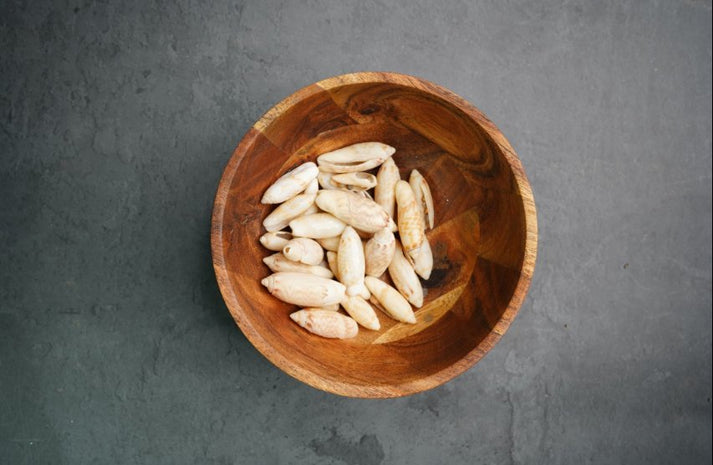 Florida Cone Shells – RESIN N CRAFT SUPPLIERS