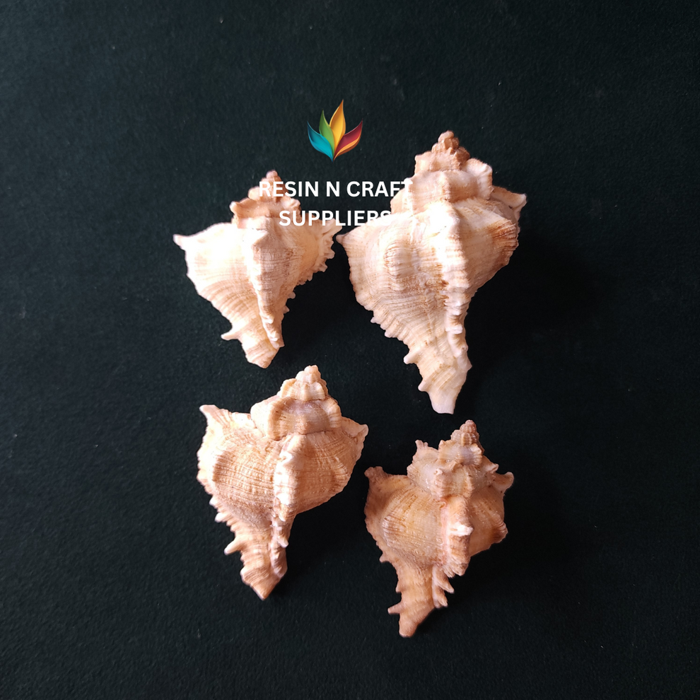 Spiked/Spiny Murex Stone Shells 40 GRMS (Design 4) – RESIN N CRAFT ...