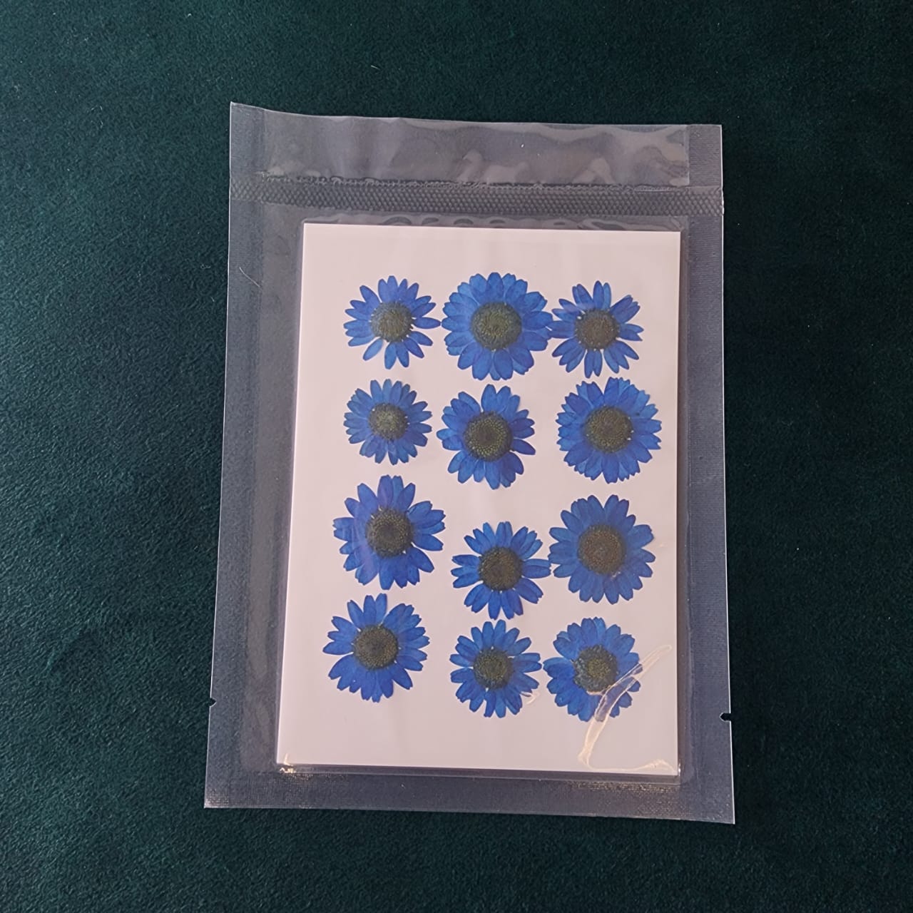Pressed Dried Daisy Flower Sheet (Blue) – RESIN N CRAFT SUPPLIERS